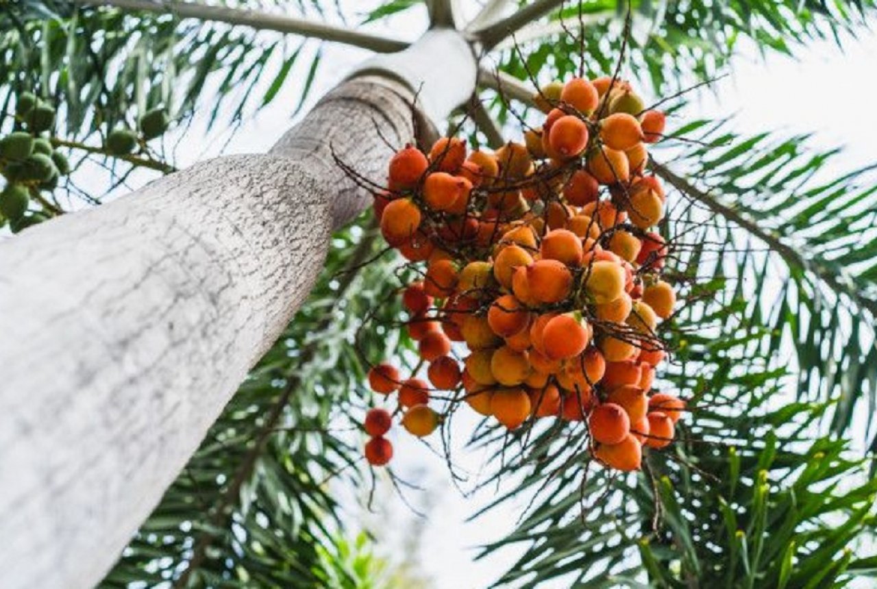 Mengenal Khasiat Rebusan Akar Pinang, Salah Satunya Dongkrak Gairah ...