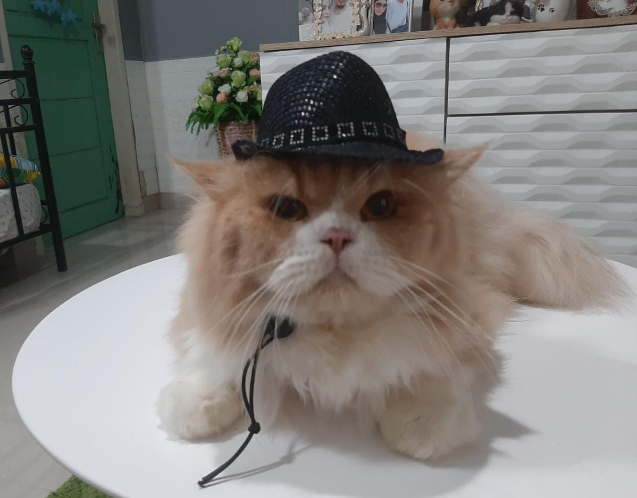 Tips Rawat Kucing Ala Wanita Peraih Juara 1 Cat Show Gubernur Sultra ...
