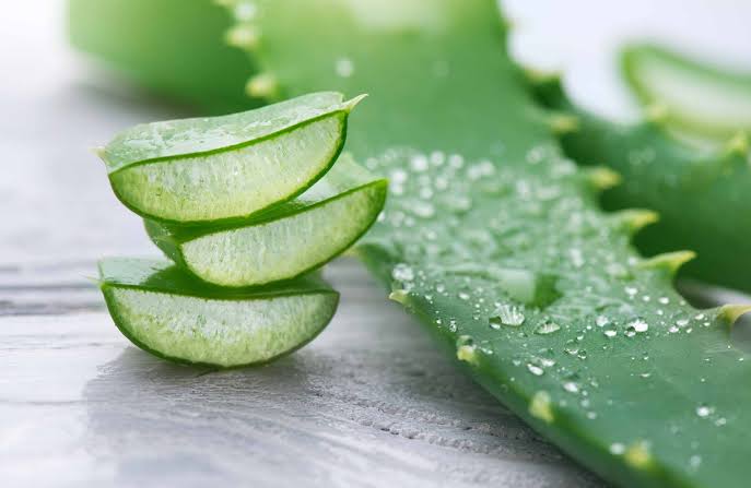 Lidah Buaya Ampuh Percepat Penyembuhan Luka, Simak Caranya! - Edisi ...